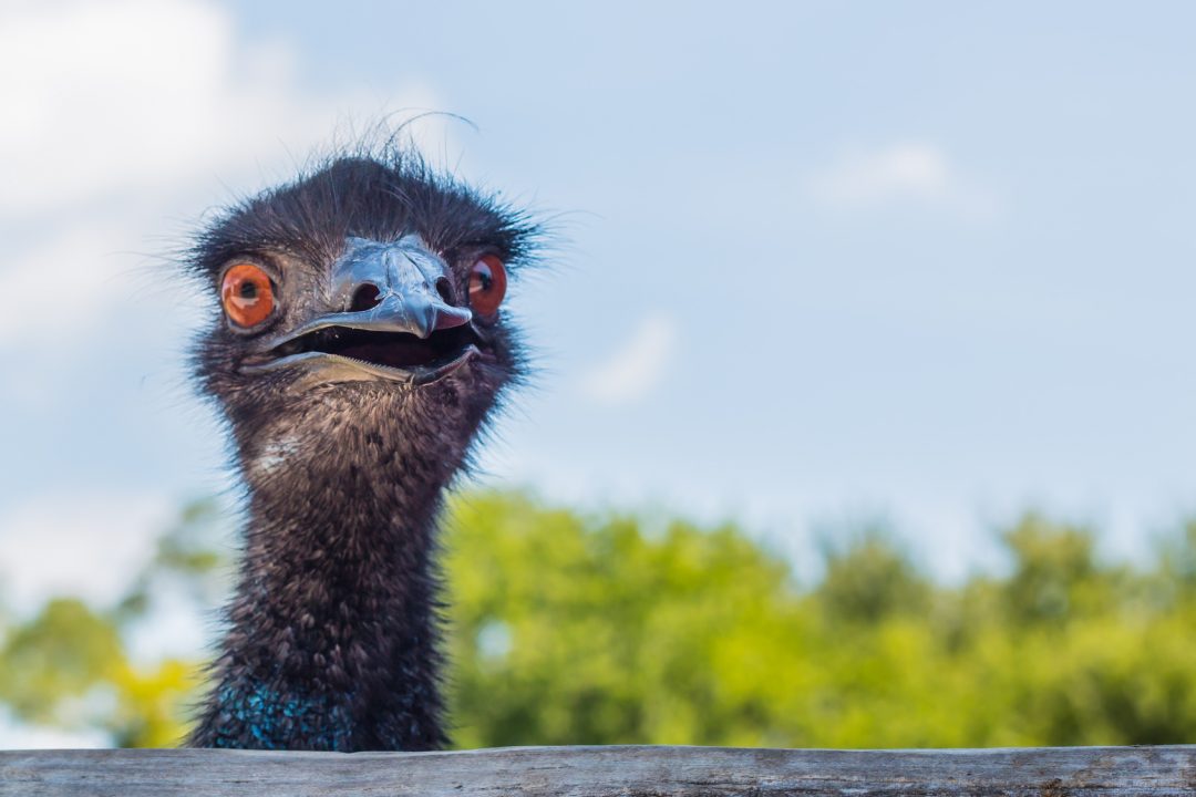Emu Production Guidelines – American Emu Association
