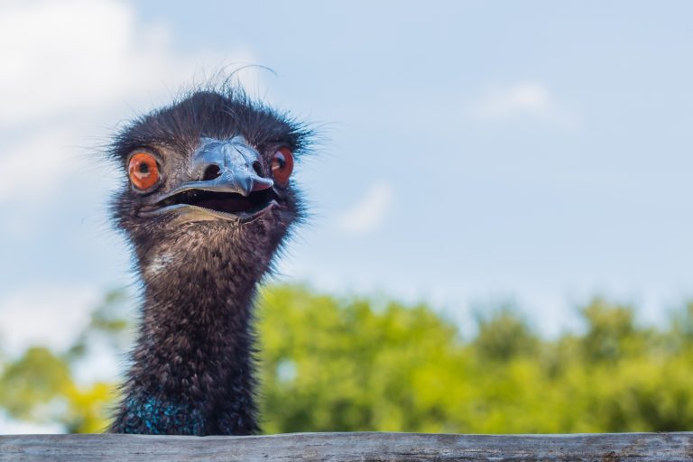 Emu Production Guidelines – American Emu Association