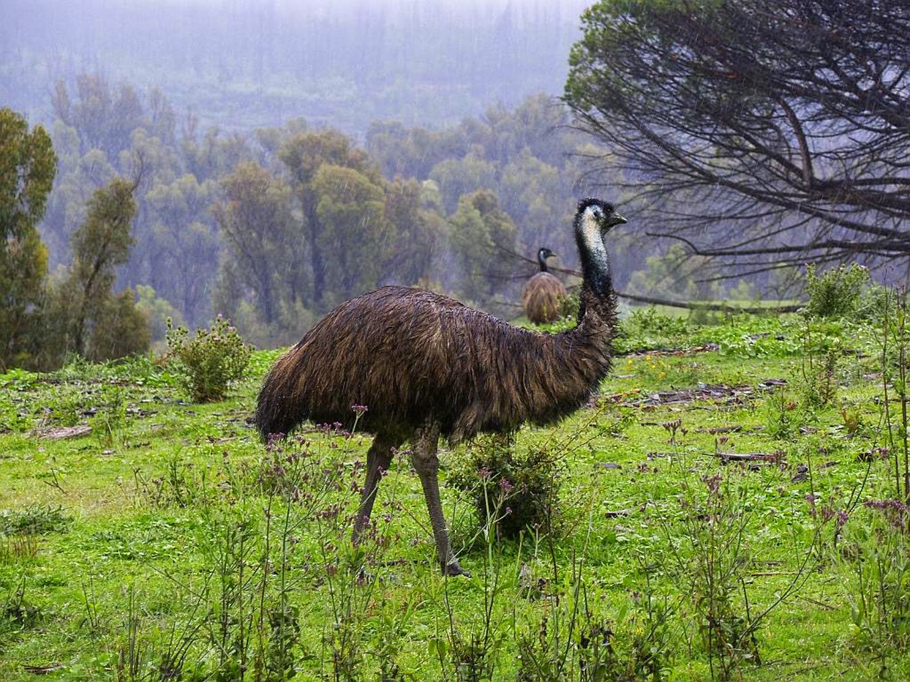 What’s An Emu? – brochure – American Emu Association