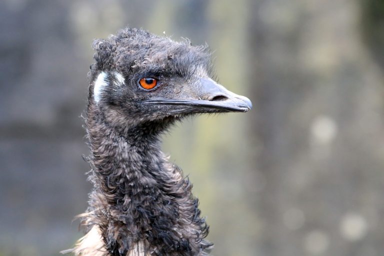 Emu Production Guidelines – American Emu Association