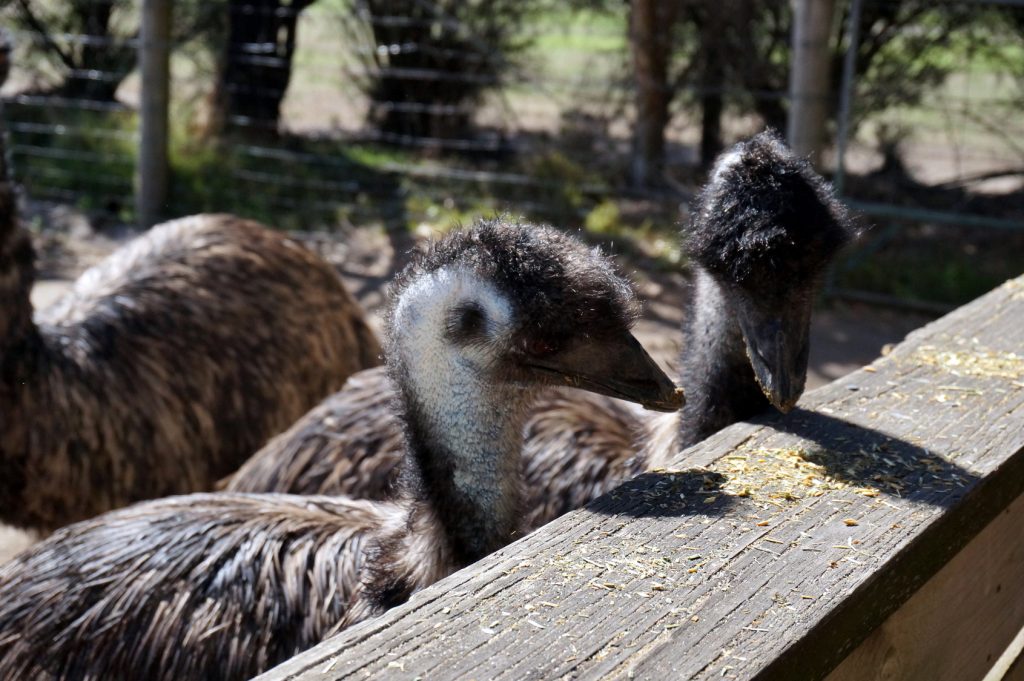 About AEA – American Emu Association
