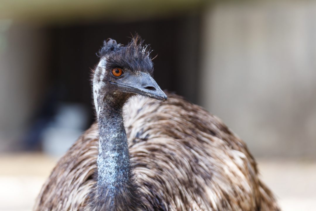 About Emus… – brochure – American Emu Association
