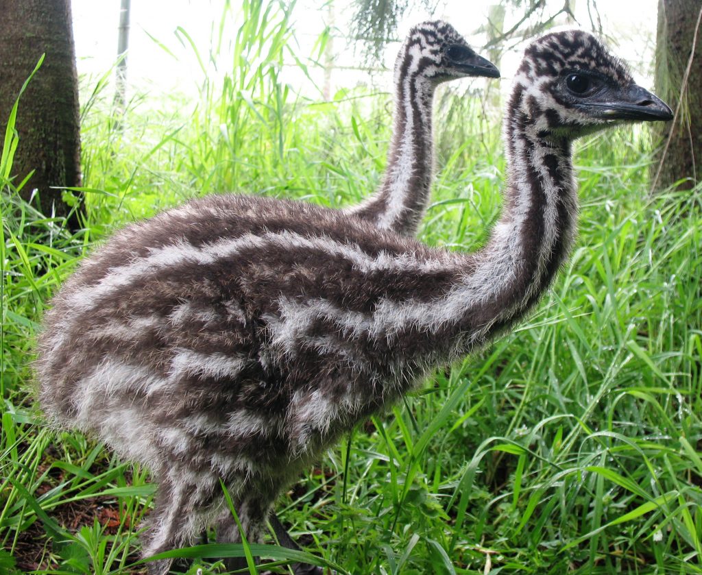 About Emus… – brochure – American Emu Association