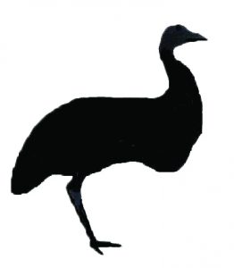 General Emu Fact Sheets – American Emu Association