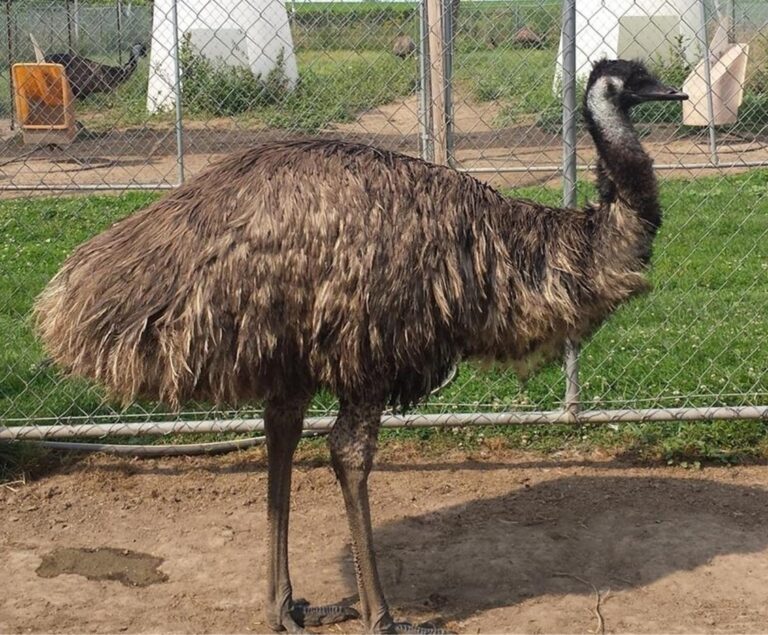 News & Events – American Emu Association